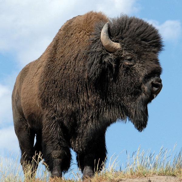 Bison - TextProject