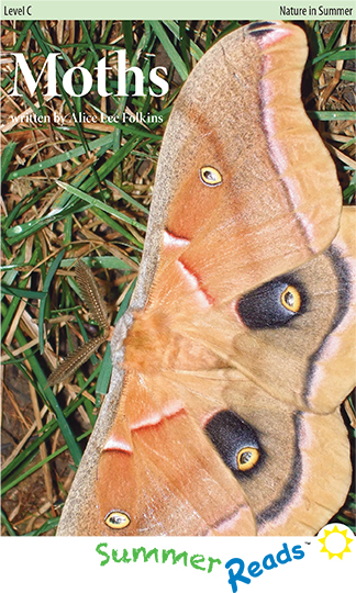 Nature in Summer: Moths